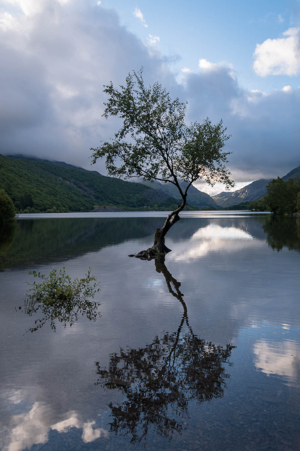 Lonely Tree - Lake Llyn Padarn Award Winner Travel Photographer
