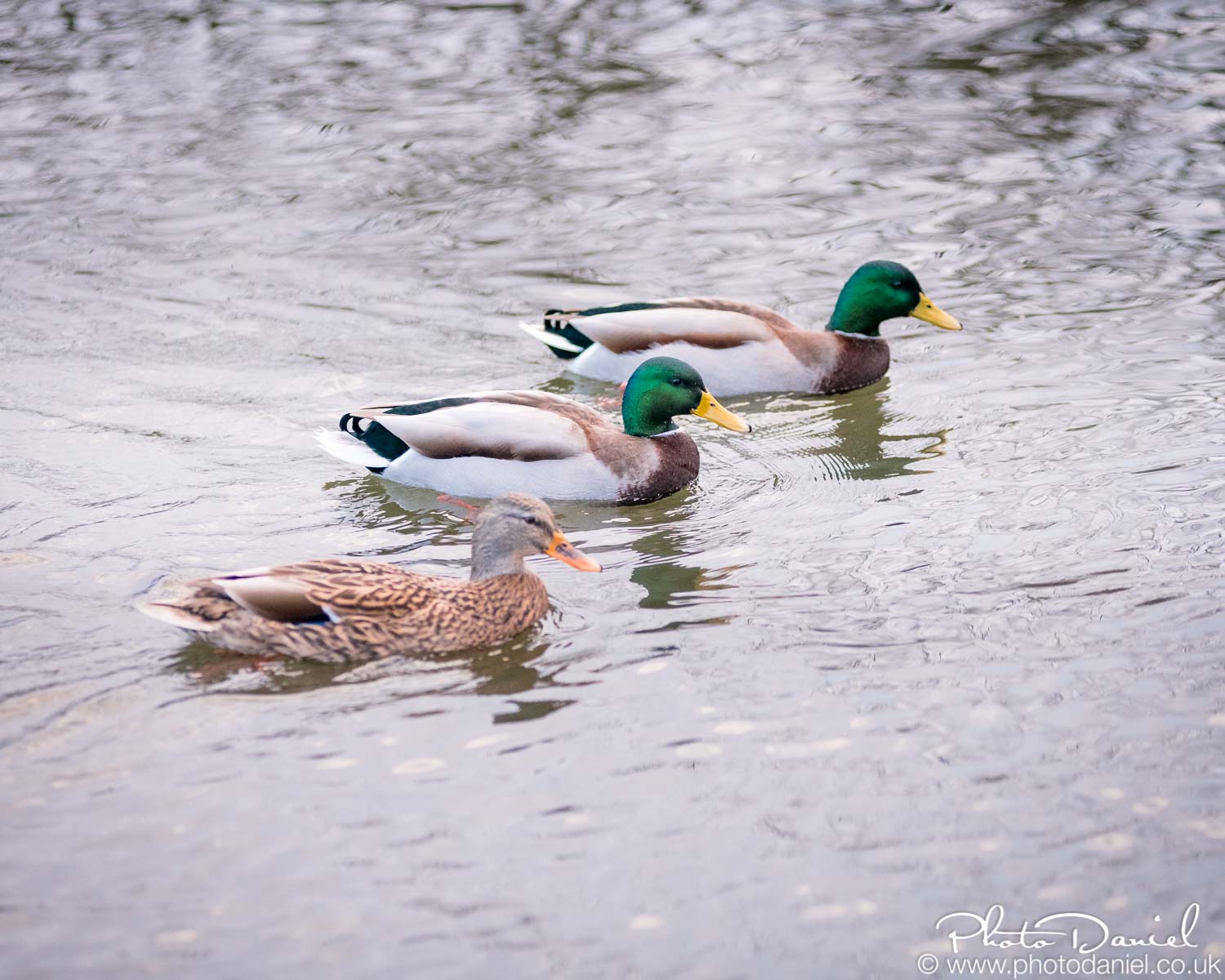 Wild London - Wildlife Photographic Project by PhotoDaniel